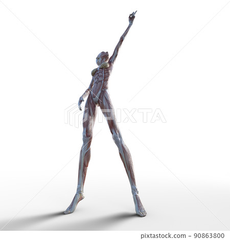 Muscle specimen female whole body bird's-eye... - Stock Illustration ...