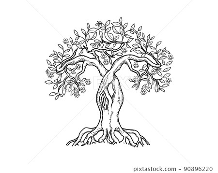Oak Tree Roots Drawing