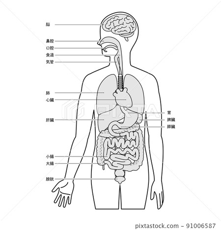 Illustration of major human organs - Stock Illustration [91006587] - PIXTA