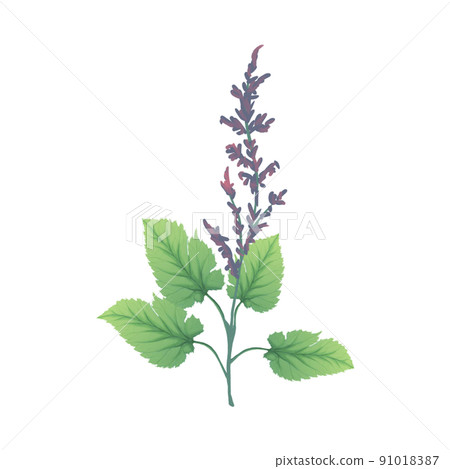 Clary sage - Stock Illustration [91018387] - PIXTA