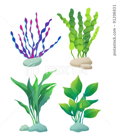 Algae Plant Drawing