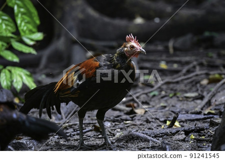 Wild Mala Chicken Wild Planet Organic Roasted Chicken Breast No Salt