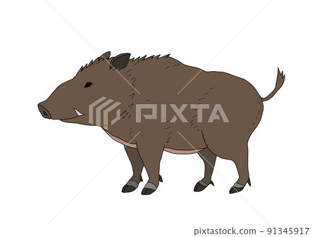 Japanese wild boar - Stock Illustration [91345917] - PIXTA