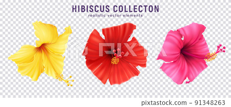 Hibiscus Flowers Transparent Set - Stock Illustration [91348263] - PIXTA