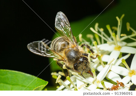siberian bee