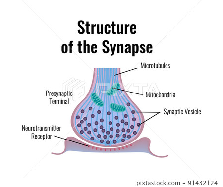 Synapse Structure Neurology Composition - Stock Illustration [91432124 ...