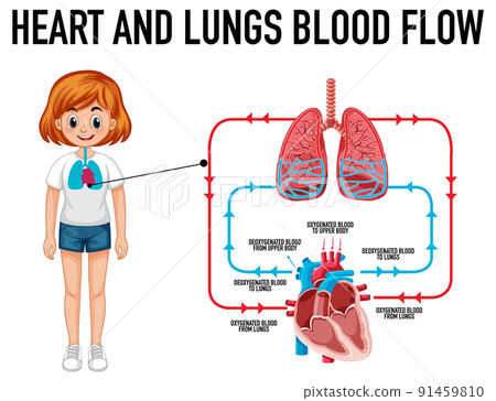 Diagram showing heart and lungs blood flow - Stock Illustration [91459810] - PIXTA