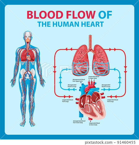Blood Flow Through The Cardiovascular System