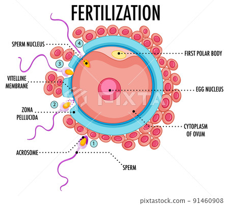 Diagram showing fertilization in human - Stock Illustration [91460908 ...