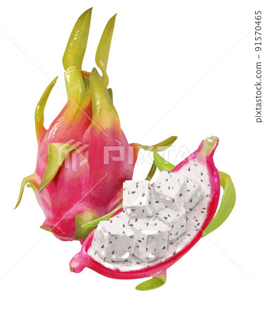 Real illustration of dragon fruit 1 without shadow - Stock Illustration ...