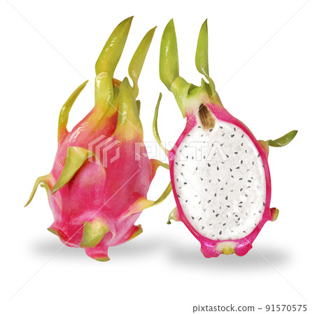 Real illustration of dragon fruit 3 with shadow - Stock Illustration ...