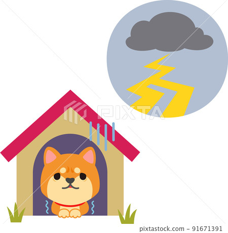 Shiba Inu scared of thunder - Stock Illustration [91671391] - PIXTA