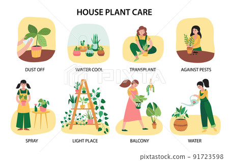 Home Plants Composition Set - Stock Illustration [91723598] - PIXTA