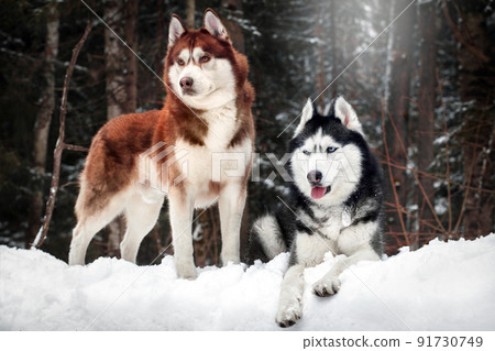 Husky Wolf Couple Aloof And Independent: Exploring The Fascinating