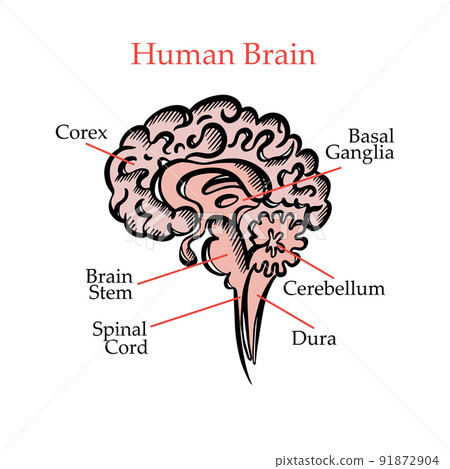 HUMAN BRAIN STRUCTURE General Layout Chart Of... - Stock Illustration ...
