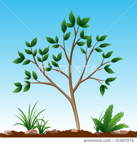 Photosynthesis process. Tree produce oxygen... - Stock Illustration ...