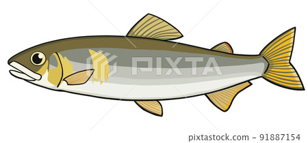 Ayu illustration - Stock Illustration [91887154] - PIXTA