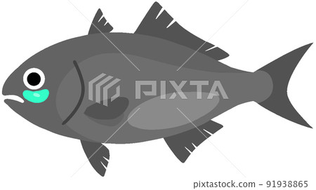 Splitfin flashlightfish - Stock Illustration [91938865] - PIXTA
