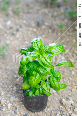 Vegetable pot seedling sweet basil - Stock Photo [91972815] - PIXTA