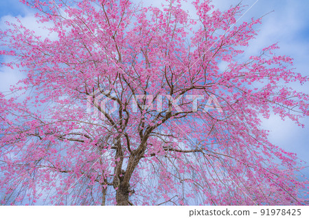 A blue sky and a bloomed cherry tree in full bloom - Stock Photo ...