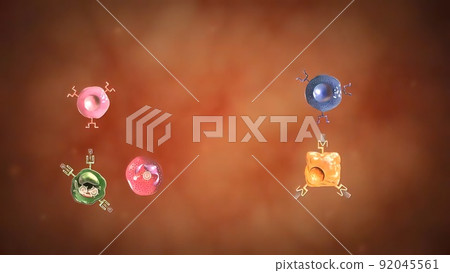 of Effector Stages of Cell - Stock Illustration [92045561] - PIXTA