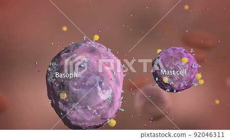 Basophil and mast cell in the immune system - Stock Illustration ...