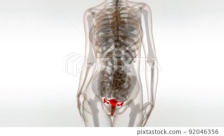 Female Reproductive System 3D Animation - Stock Illustration [92046356 ...