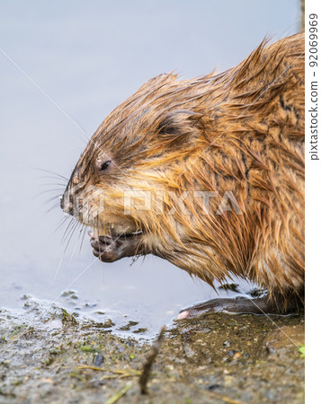 Muskrat Face