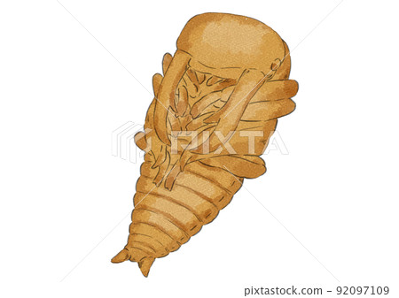 Illustration of stag beetle pupa (watercolor... - Stock Illustration ...