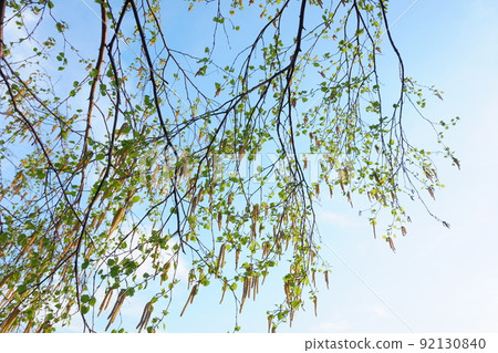 White birch flower - Stock Photo [92130840] - PIXTA