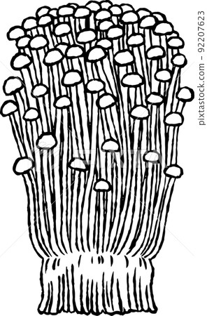 Enoki - Stock Illustration [92207623] - PIXTA