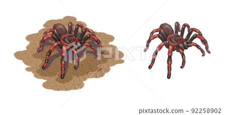 Tarantula standing on the ground - Stock Illustration [92258902] - PIXTA