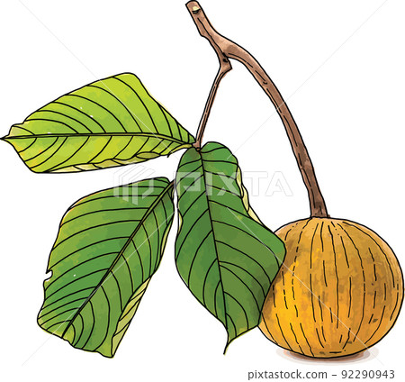 Abstract of Sandoricum koetjape or Santol fruit... - Stock Illustration ...