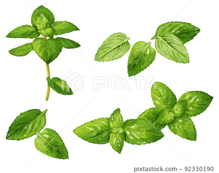Hand drawn watercolor peppermint illustration... - Stock Illustration ...