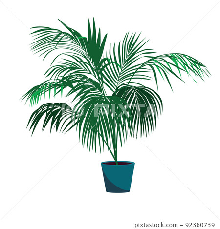 Home tree areca palm in a garden pot. Interior...-插圖素材 [92360739] - PIXTA圖庫