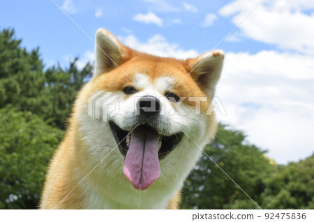 Smiling Akita Adorable Akita Dog Smiling In The Park Stock Photo