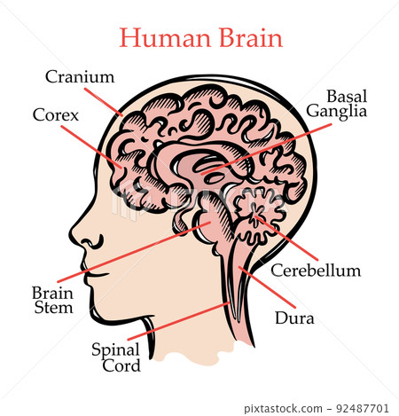 HUMAN BRAIN SCHEME General Layout Chart Of... - Stock Illustration ...