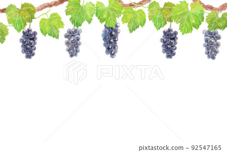 Analog watercolor grape (Kyoho) top position 2 - Stock Illustration ...