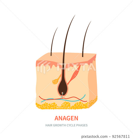 Anagen hair growth phase in a skin cross section - Stock Illustration ...