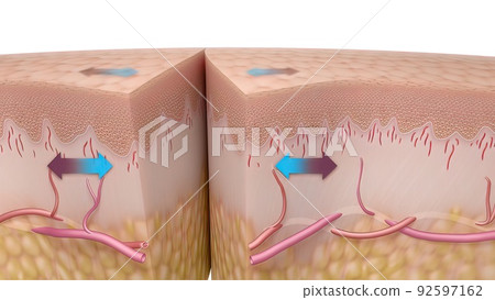 3D Medical illustration of healing time of skin... - Stock Illustration ...