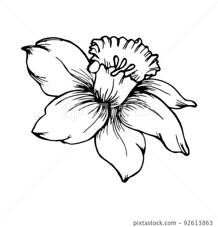 Narcissus Flower Drawing