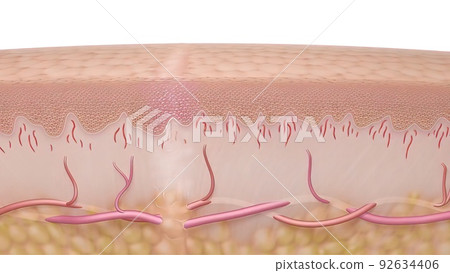 3D Medical illustration of healing time of skin... - Stock Illustration ...