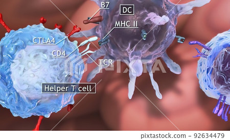 The T helper cells (Th cells), also known as... - Stock Illustration ...