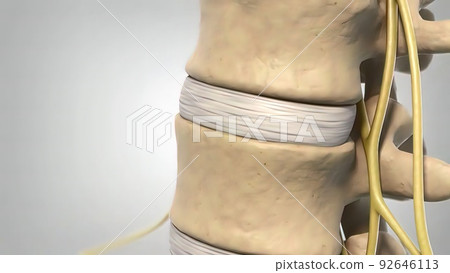 Backbone. Backache. Science Anatomy Scan Of... - Stock Illustration ...