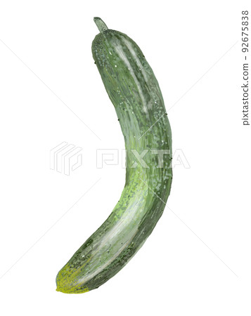 Cucumber loose curve _ vertical - Stock Illustration [92675838] - PIXTA