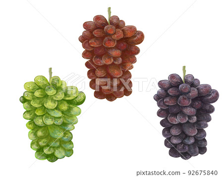 Grape 3 color set _ sideways - Stock Illustration [92675840] - PIXTA