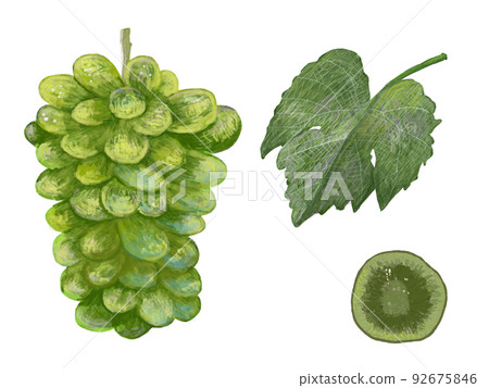 Green grapes and cross section and leaves _... - Stock Illustration ...