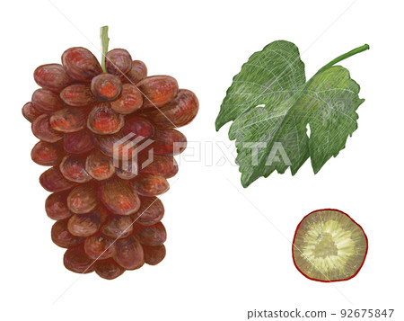 Red grapes, cross section and leaves _ sideways - Stock Illustration ...