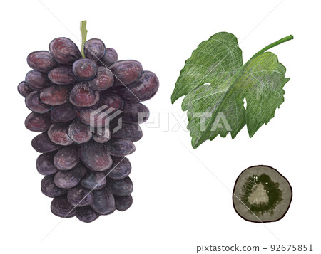Grape and cross section and leaf _ sideways - Stock Illustration ...