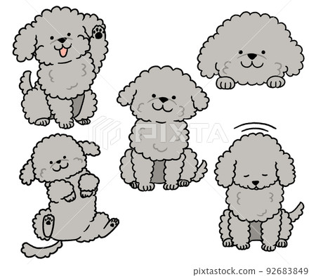 toy poodle set silver - Stock Illustration [92683849] - PIXTA